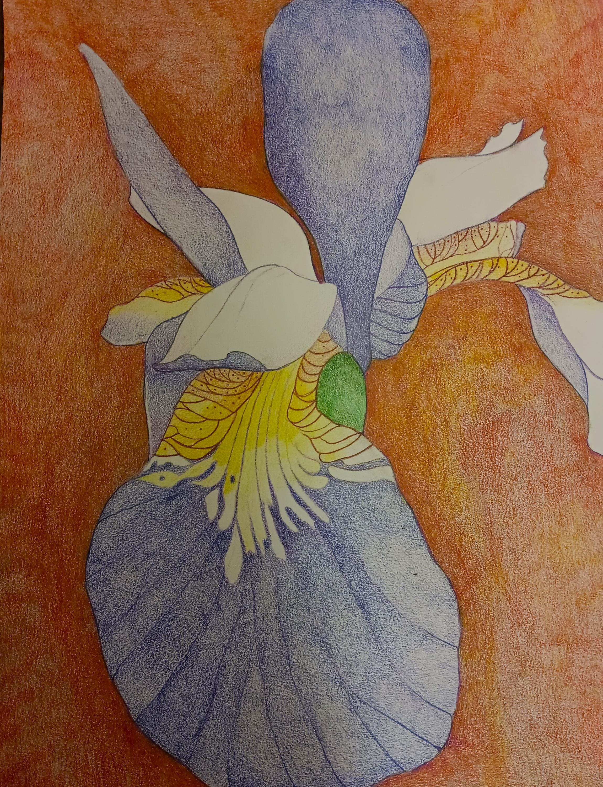 Colored Pencil Drawing of Iris Flower - Etsy