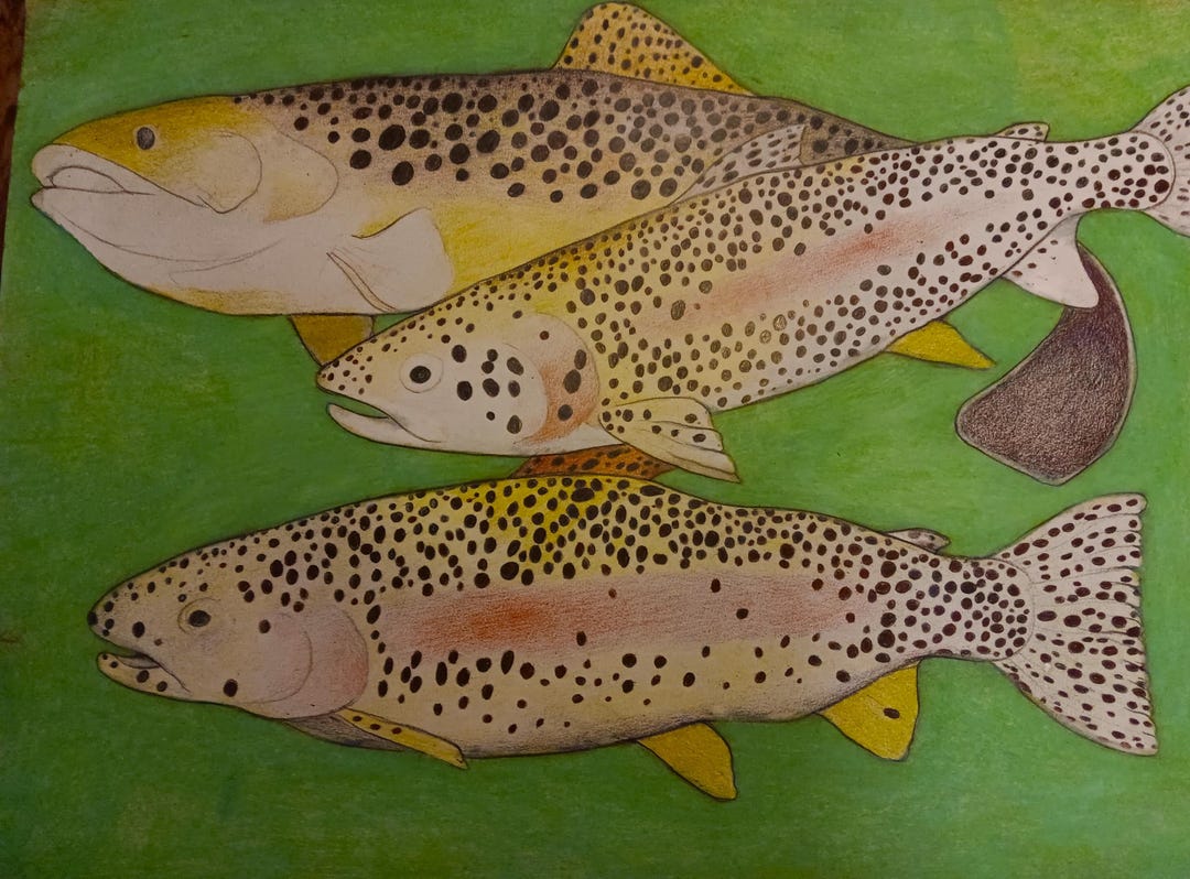 Trout School Colored Pencil Drawing - Etsy