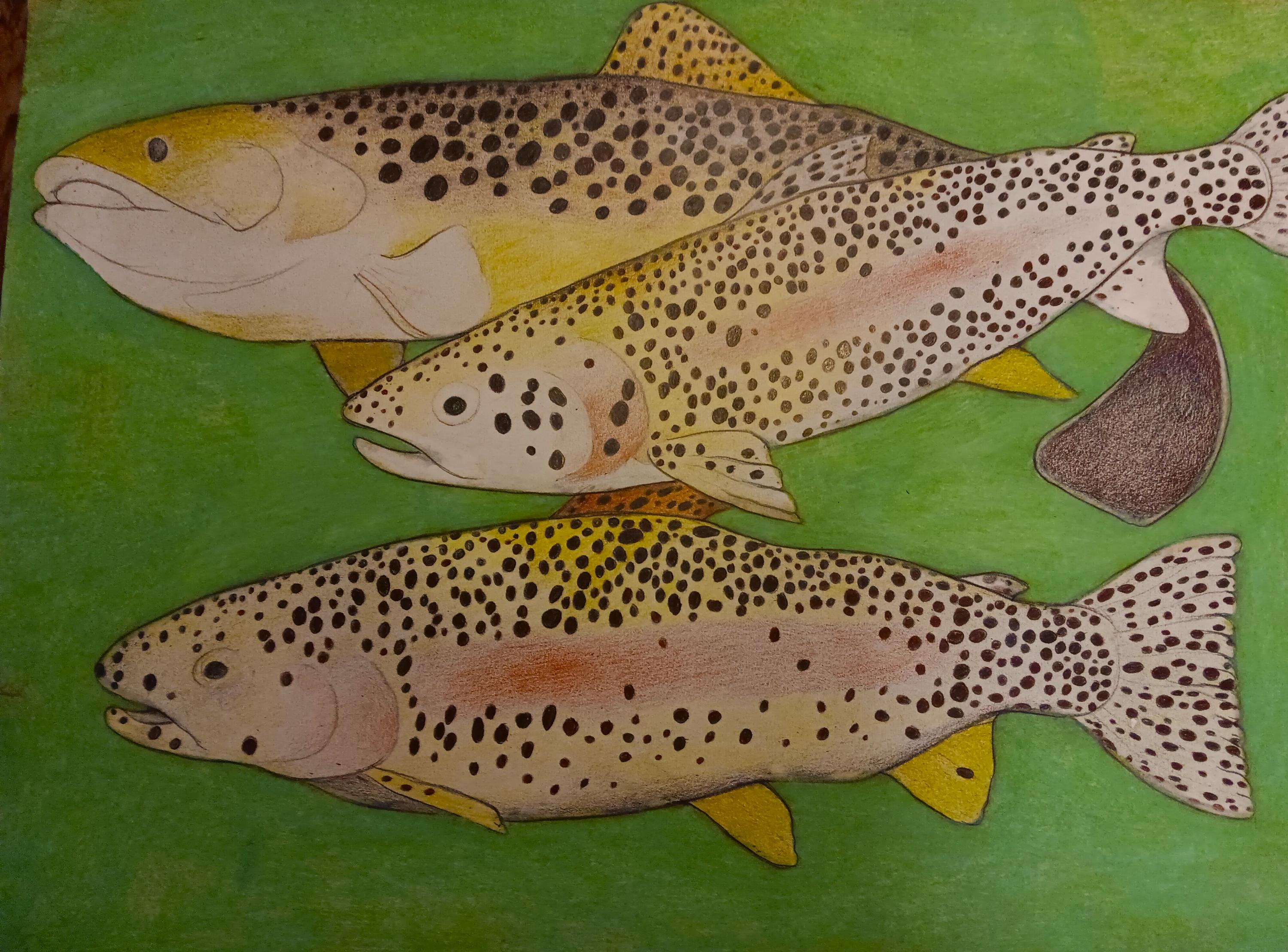 Trout School Colored Pencil Drawing - Etsy
