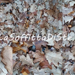 Digital Paper Leaves Backdrop Fall Autumn Oak Tree - Etsy