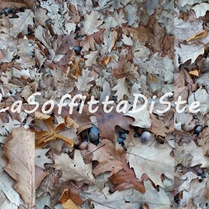 Digital Paper Leaves Backdrop Fall Autumn Oak Tree - Etsy