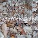 Digital Paper Leaves Backdrop Fall Autumn Oak Tree - Etsy