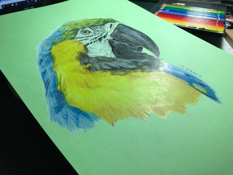 PARROT Papuga Bird Blue Green Realism Animal A3 Original - Etsy