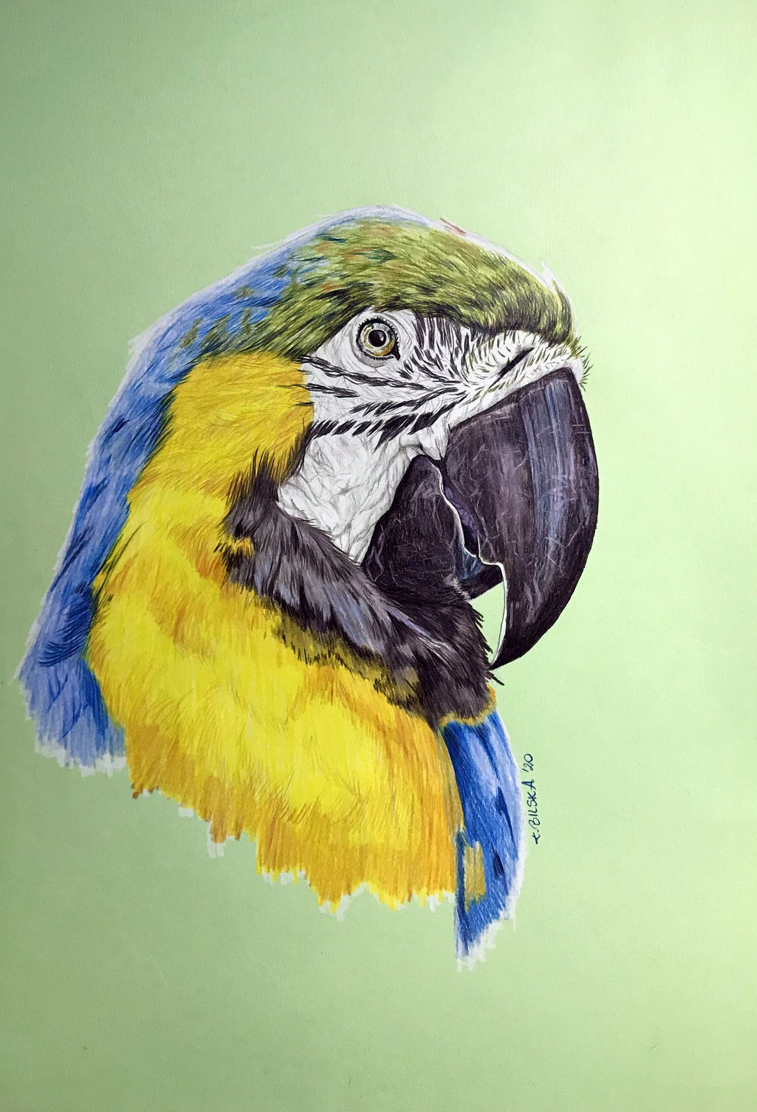 PARROT Papuga Bird Blue Green Realism Animal A3 Original Drawing on ...