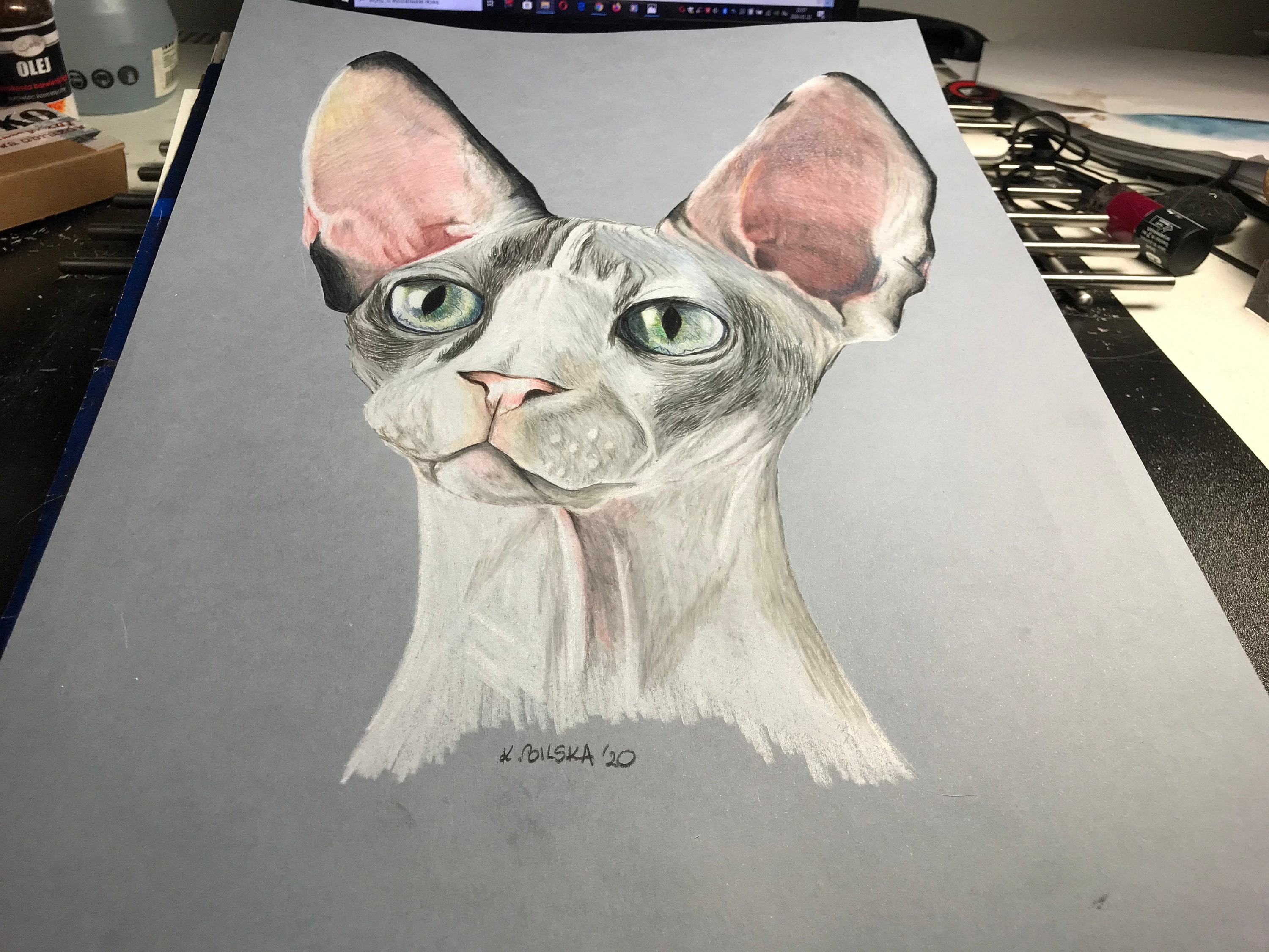 SPHYNX CAT Felis Kot Animal Realism A3 Colored Pencils Drawing Rysunek ...