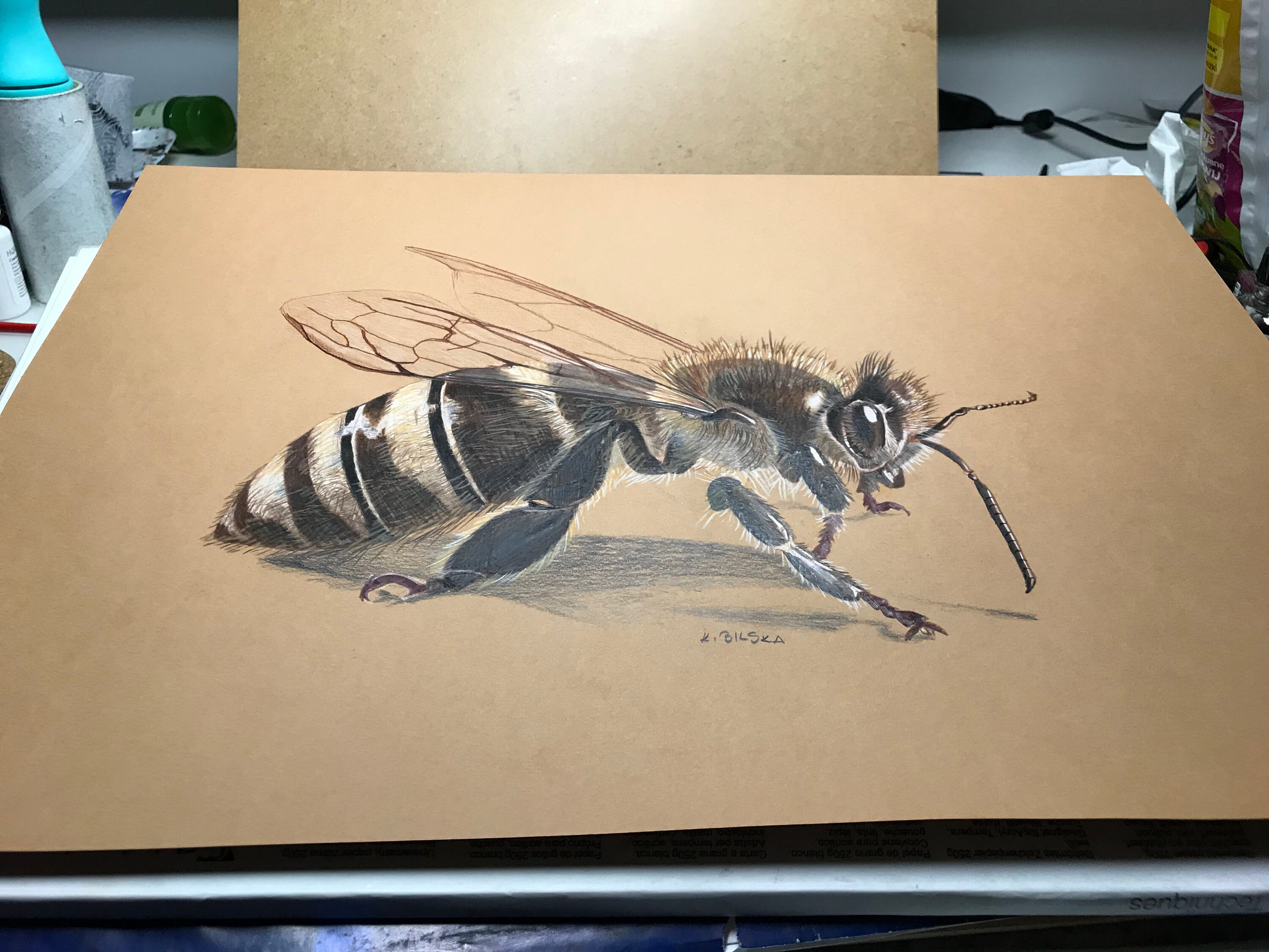 BEE Pszczoła Insect Honey Fly Realism A3 Colored Pencils Drawing on ...