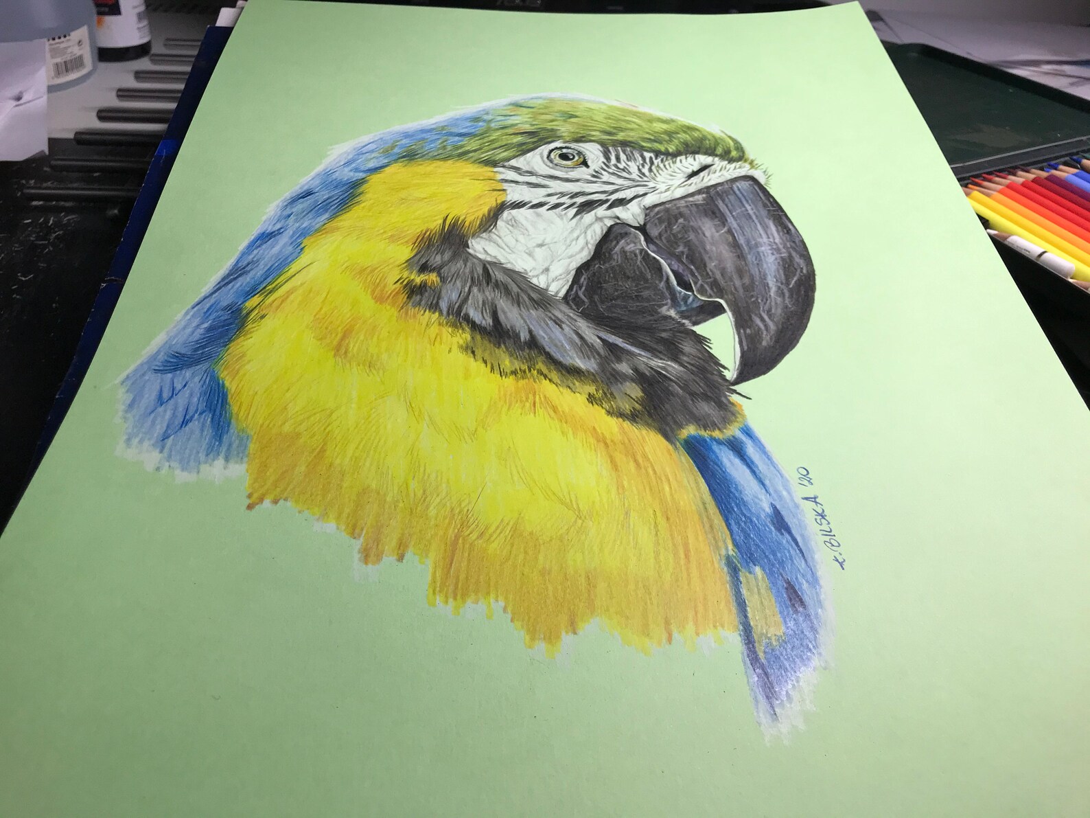 PARROT Papuga Bird Blue Green Realism Animal A3 Original Drawing on ...