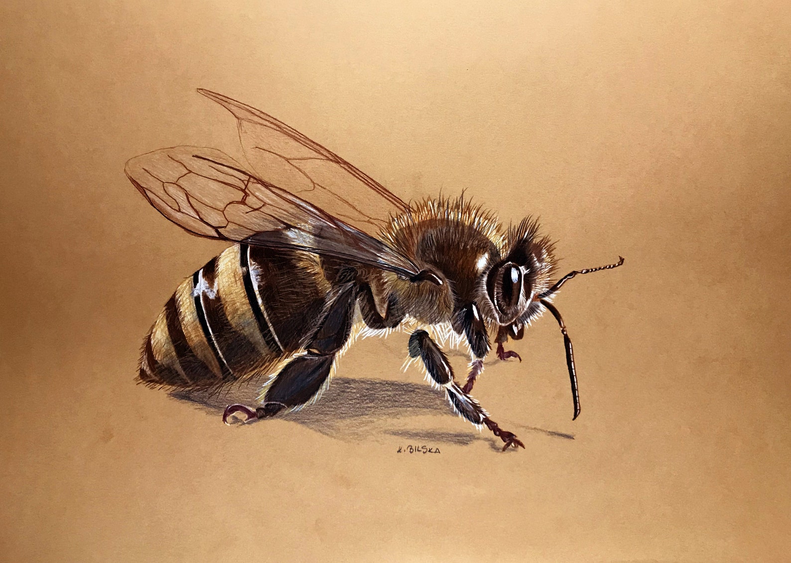 BEE Pszczoła Insect Honey Fly Realism A3 Colored Pencils Drawing on ...