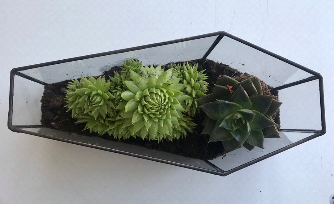 Gothic Display Box, Coffin Plant Pot, Gothic Wedding, Halloween Decor ...