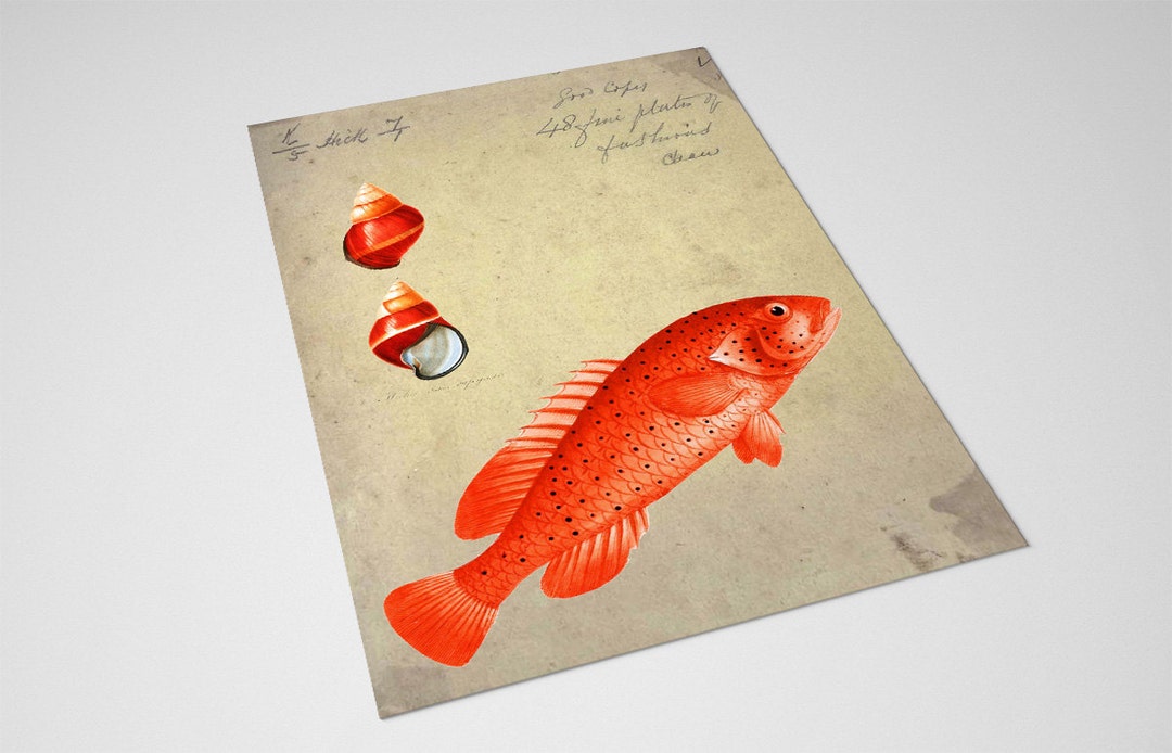 Antique Fish Art Print - Vintage Ocean Nautical Print, Aquatic ...