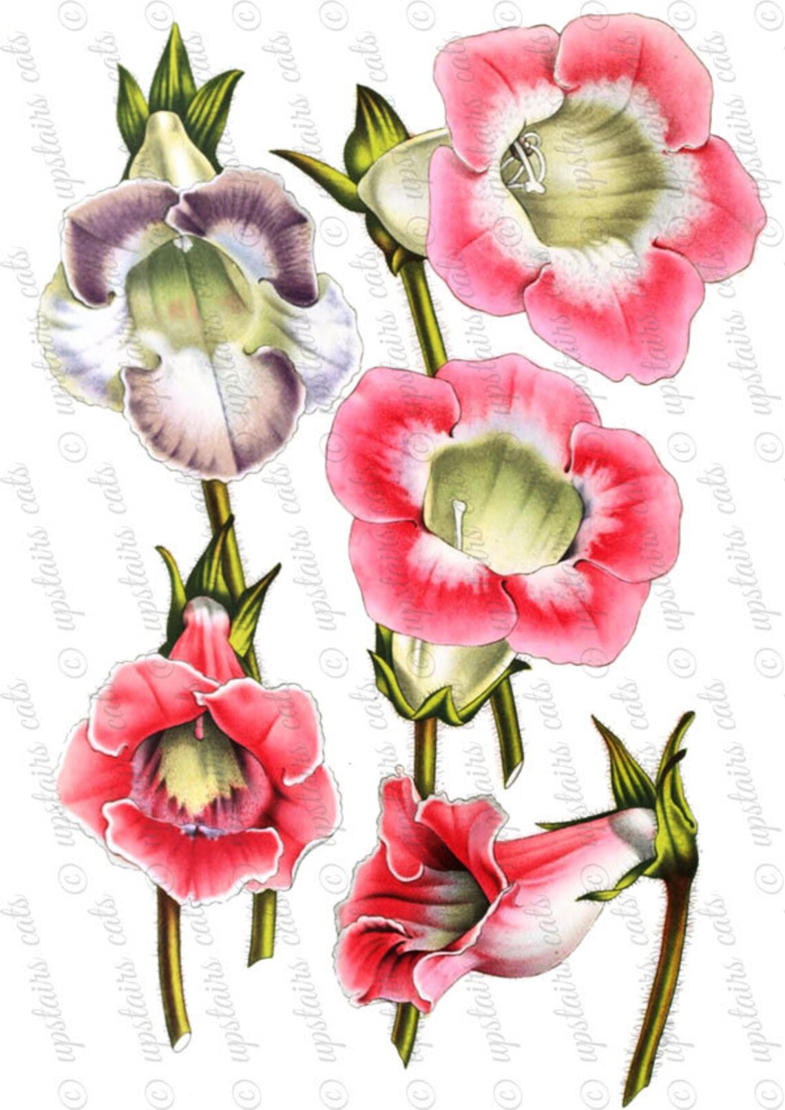 Antique Flower Color Illustration, Delicate Gloxinia Graphics Clipart ...