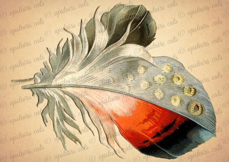 Colored Bird Feather Vintage Illustration Clipart - Antique Feather ...
