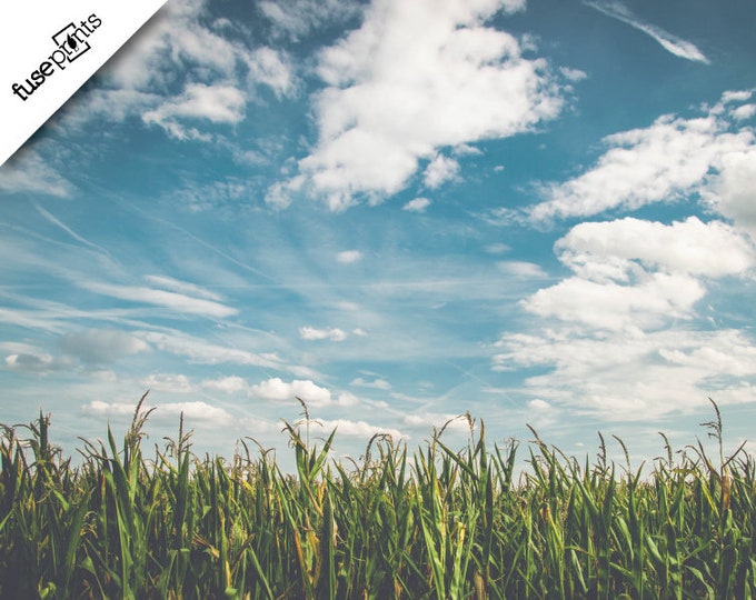 CORNFIELD SKY Vinyl Backdrop Photography Vinyl Backdrop Landscape ...