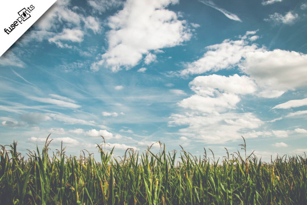 CORNFIELD SKY Vinyl Backdrop - Photography Vinyl Backdrop - Landscape ...