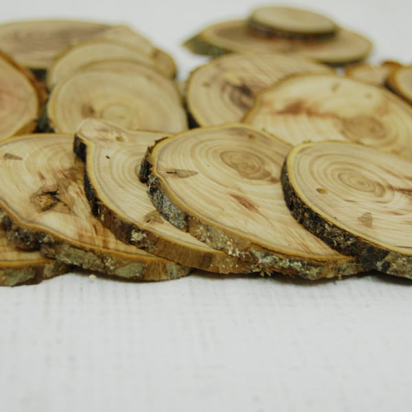 Tree Branch Slices - Etsy