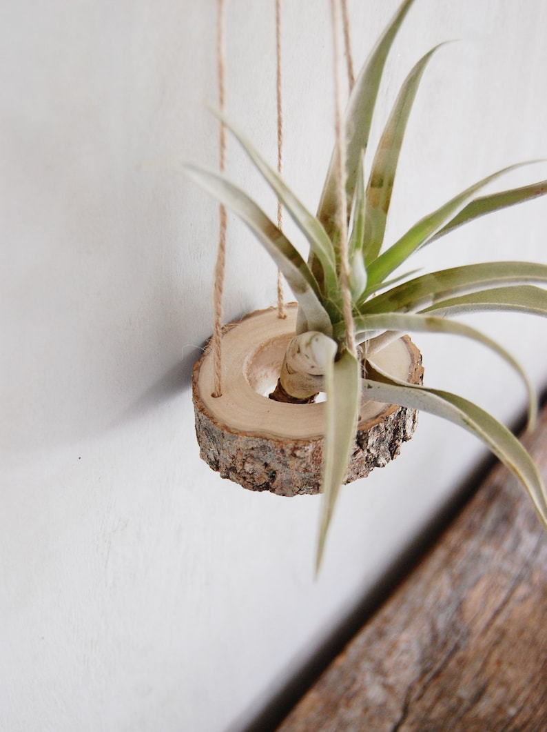 Wooden Air Plant Hanger Gift for Nature Lover Air Plant - Etsy