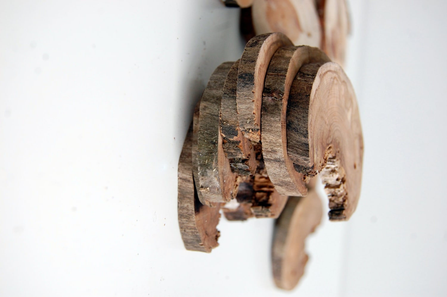 Different Tree Branch Slices Easter Tree Decorations Wood | Etsy