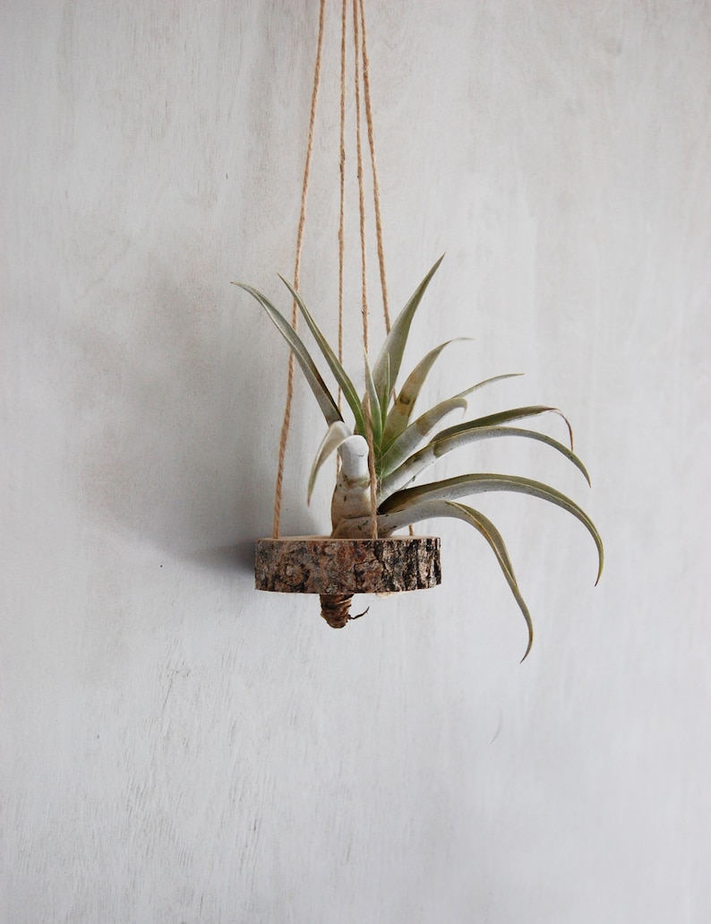 Wooden Air Plant Hanger Gift for Nature Lover Air Plant - Etsy