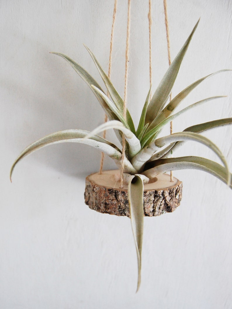 Wooden Air Plant Hanger Gift for Nature Lover Air Plant - Etsy
