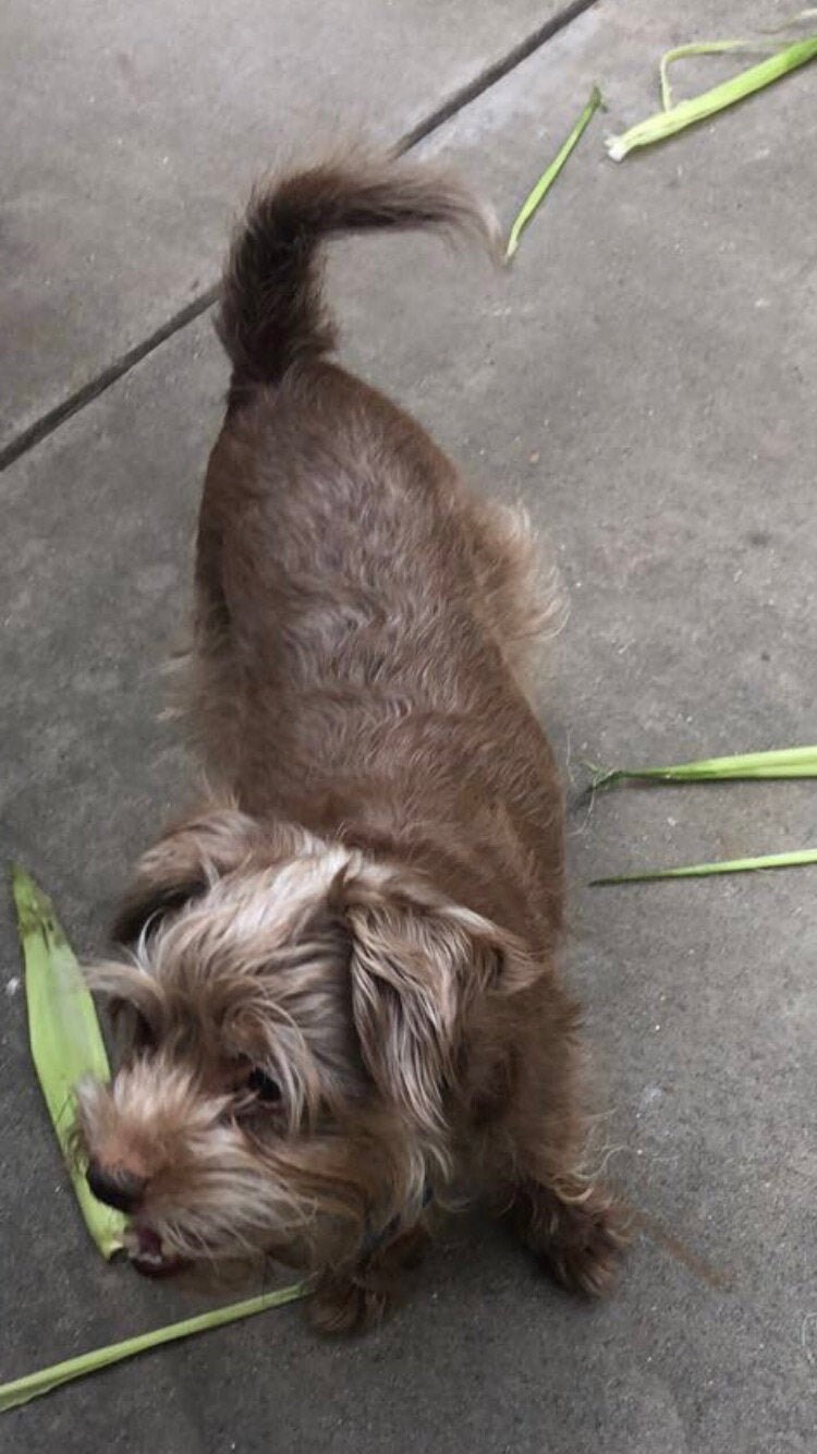 Custom Order for Christy: Coco lying down. This sweet custom pup has ...