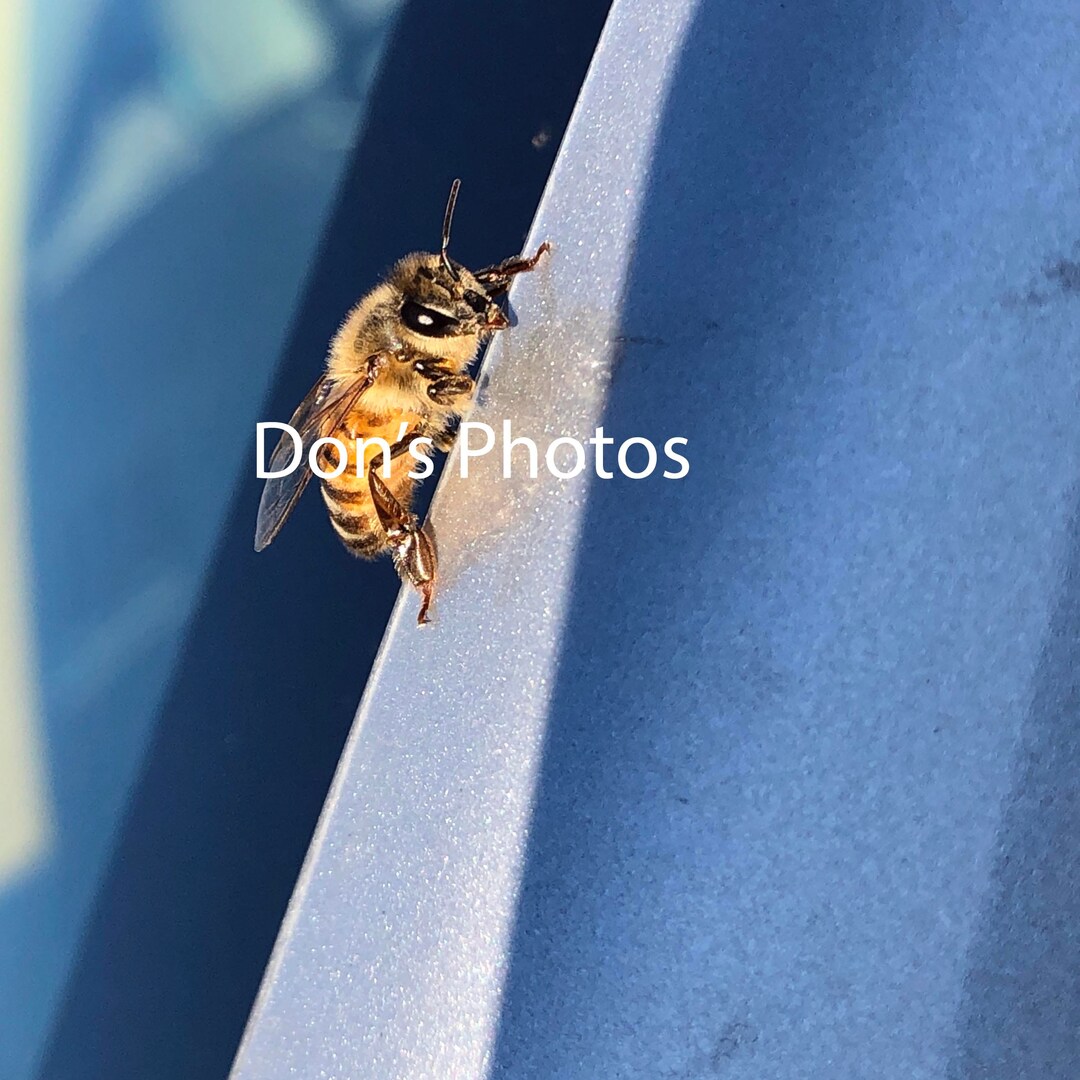 Nature Lonely Cold Honey Bee Insect Fauna Drone Hive Nectar - Etsy