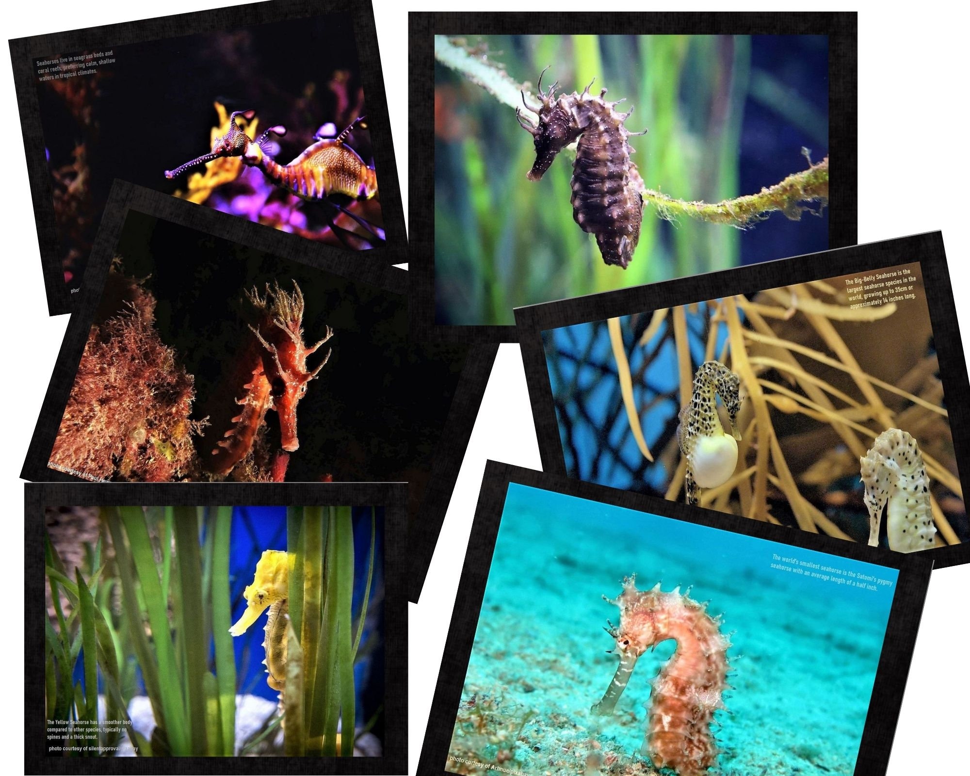 Seahorse Calendar 2026 Sea Horses Planner Sea Life Calendar Coral Reef ...