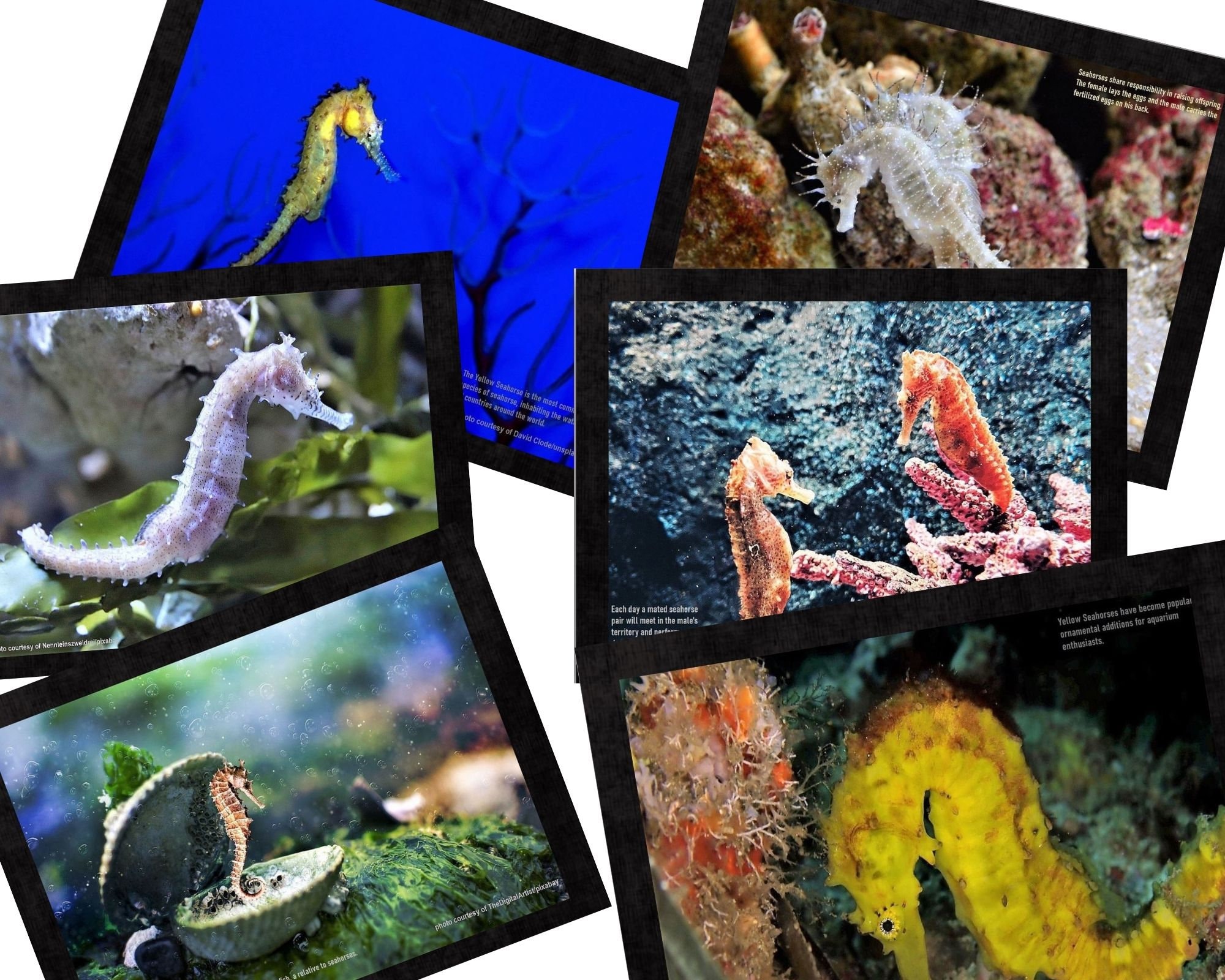 Seahorse Calendar 2026 Sea Horses Planner Sea Life Calendar Coral Reef ...