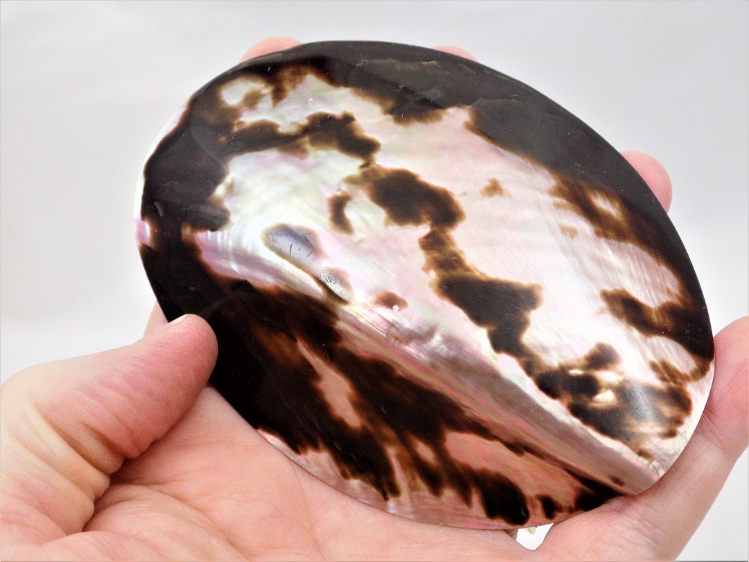 Limpet Shell Bolo Tie, Sea Shell, Large, Aquatic, Vintage Bolo Slide - Etsy