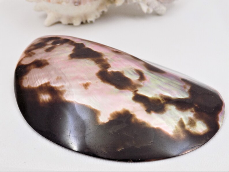 Limpet Shell Bolo Tie Sea Shell Large Aquatic Vintage Bolo - Etsy