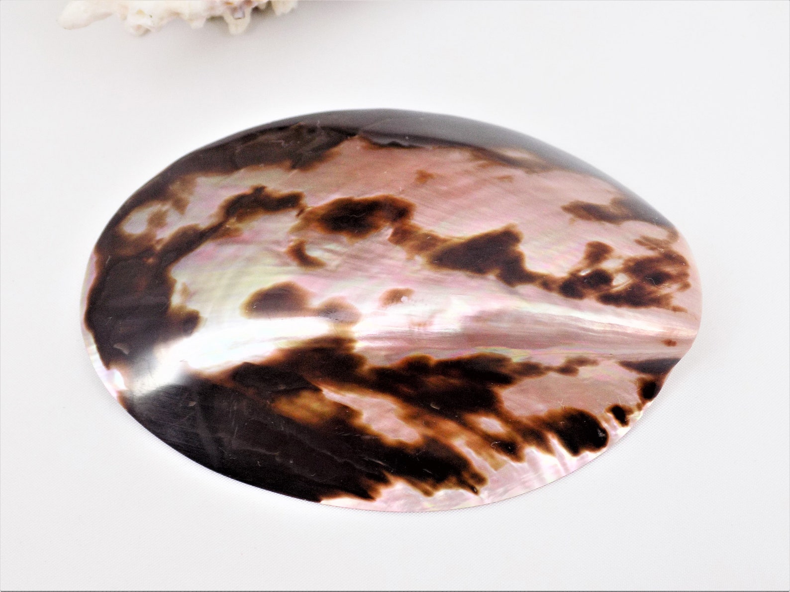 Limpet Shell Bolo Tie Sea Shell Large Aquatic Vintage Bolo - Etsy