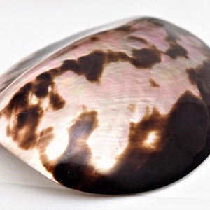 Limpet Shell Bolo Tie, Sea Shell, Large, Aquatic, Vintage Bolo Slide - Etsy