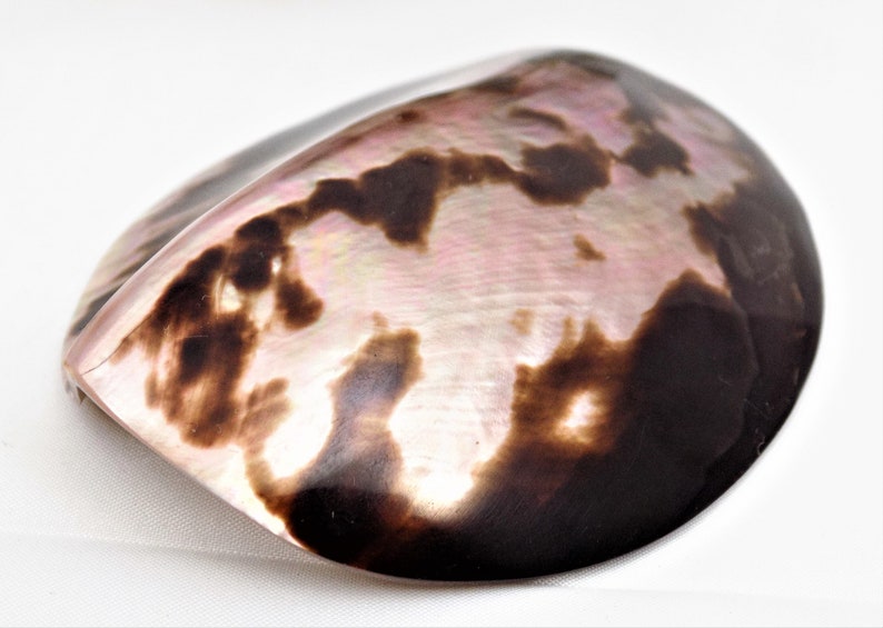 Limpet Shell Bolo Tie Sea Shell Large Aquatic Vintage Bolo - Etsy