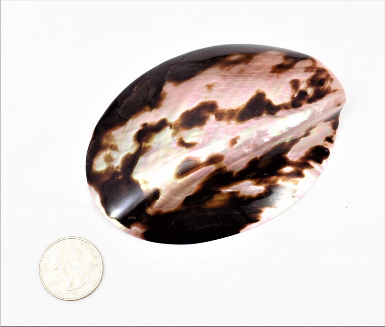 Limpet Shell Bolo Tie Sea Shell Large Aquatic Vintage Bolo - Etsy