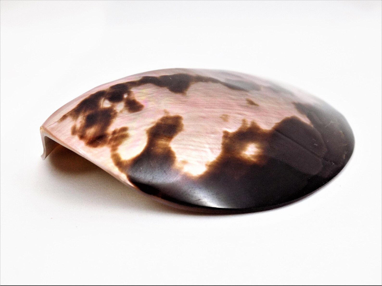 Limpet Shell Bolo Tie Sea Shell Large Aquatic Vintage Bolo - Etsy