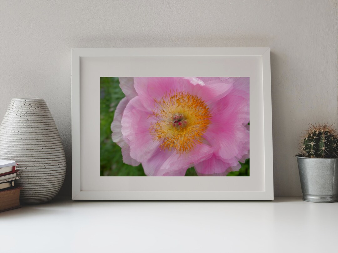 Photography Peony Blossom, Pink Flower, Double Exposure - Etsy