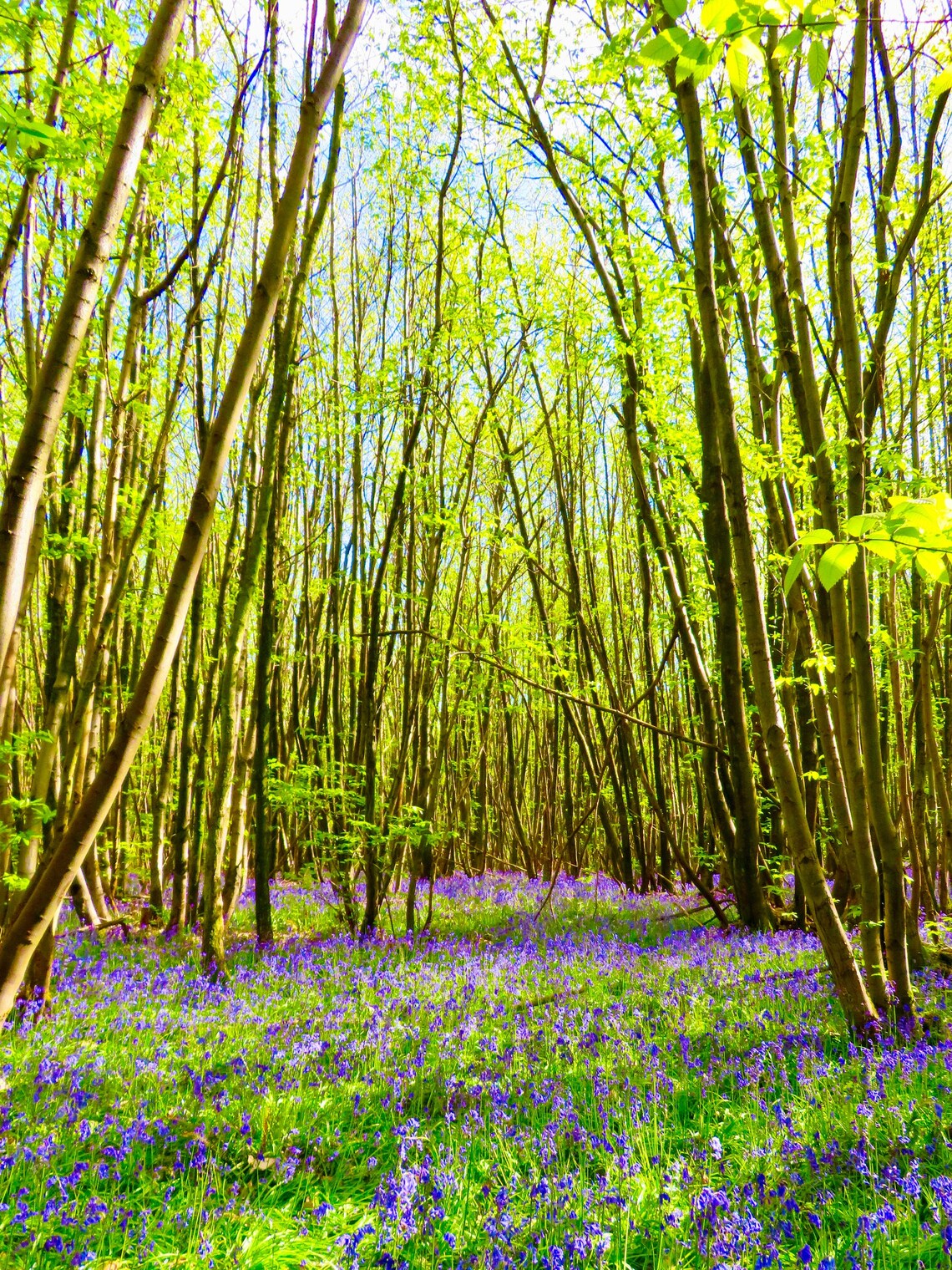 Bluebell Woods in English Woods in Spring Printable Photograph - Etsy