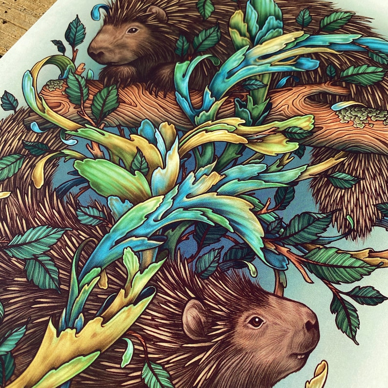 Porcupine Art Print 8.5x11 Print Briary Illustration | Etsy