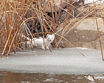 Endless Nature Images .Wildlife and Nature by EndlessNatureImages