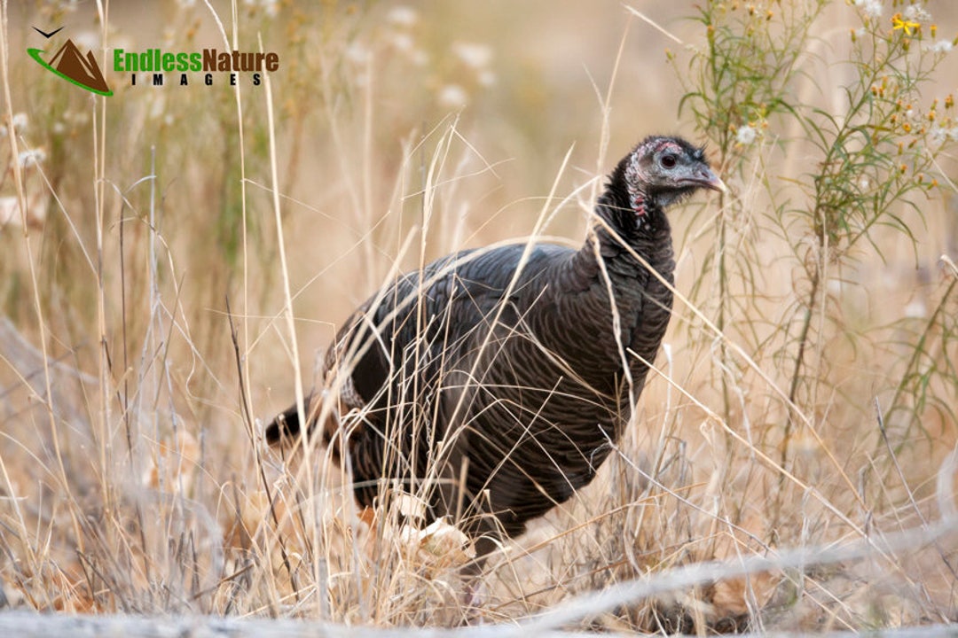 Wild Turkey Rio Grande 7897 ( Meleagris Gallopavo ). Turkey Feeding in ...