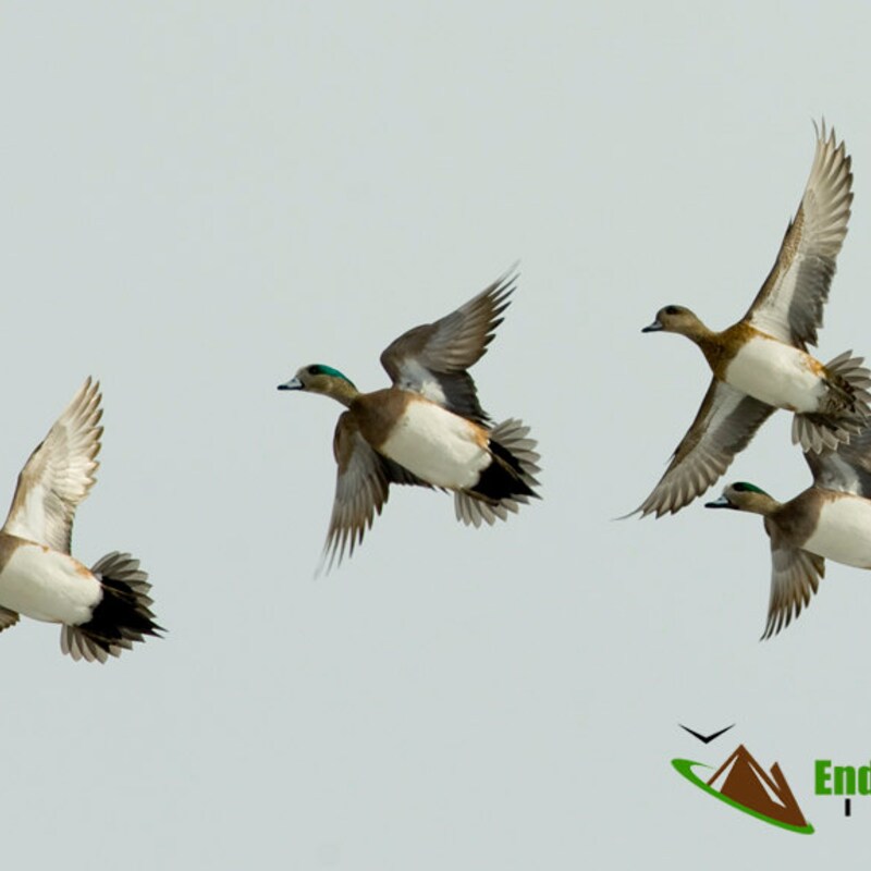 Waterfowl Decor - Etsy