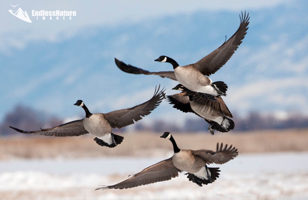 Canadian Geese Flying