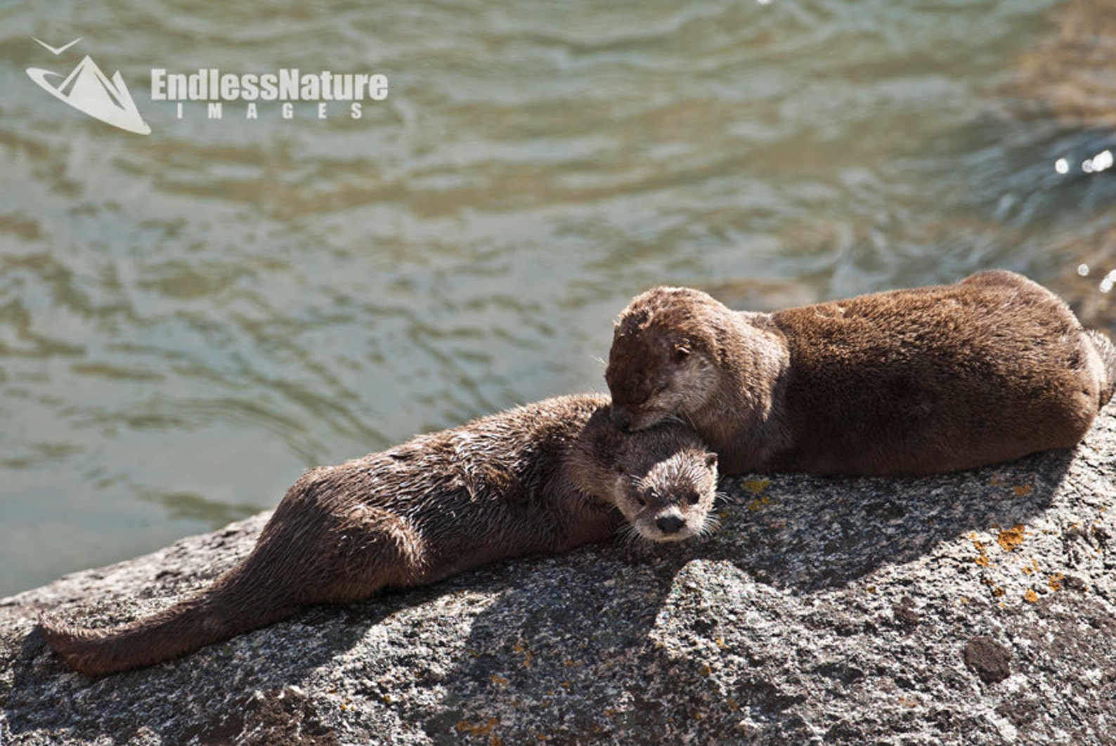 Nutrias de río, nutria fotografías, fotografía de mamíferos, fotografía ...