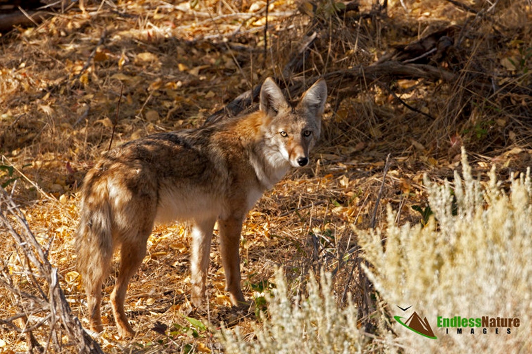 Autumn Coyote in the Aspen Trees. Small Mammal Images, Coyote ...