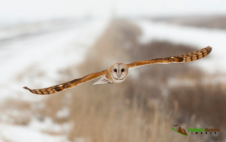 Barn Owls In Flight