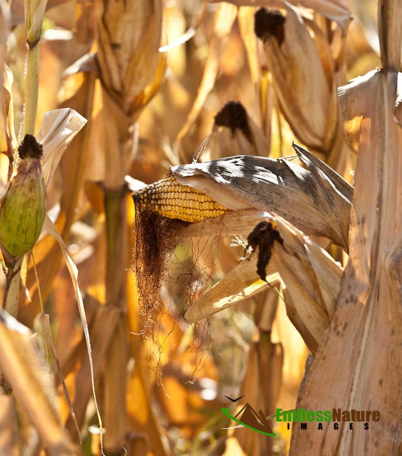 Corn, Farming, Corn Photograph, Plant Fine Art Photography, Nature ...