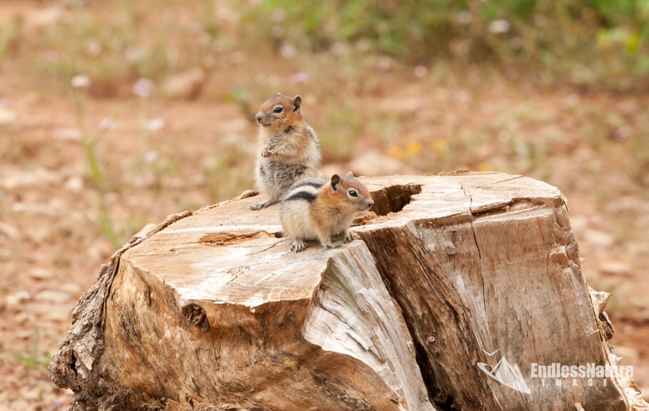 Chipmunk, Nature Photography, Chipmunk Photographs, Small Mammal ...