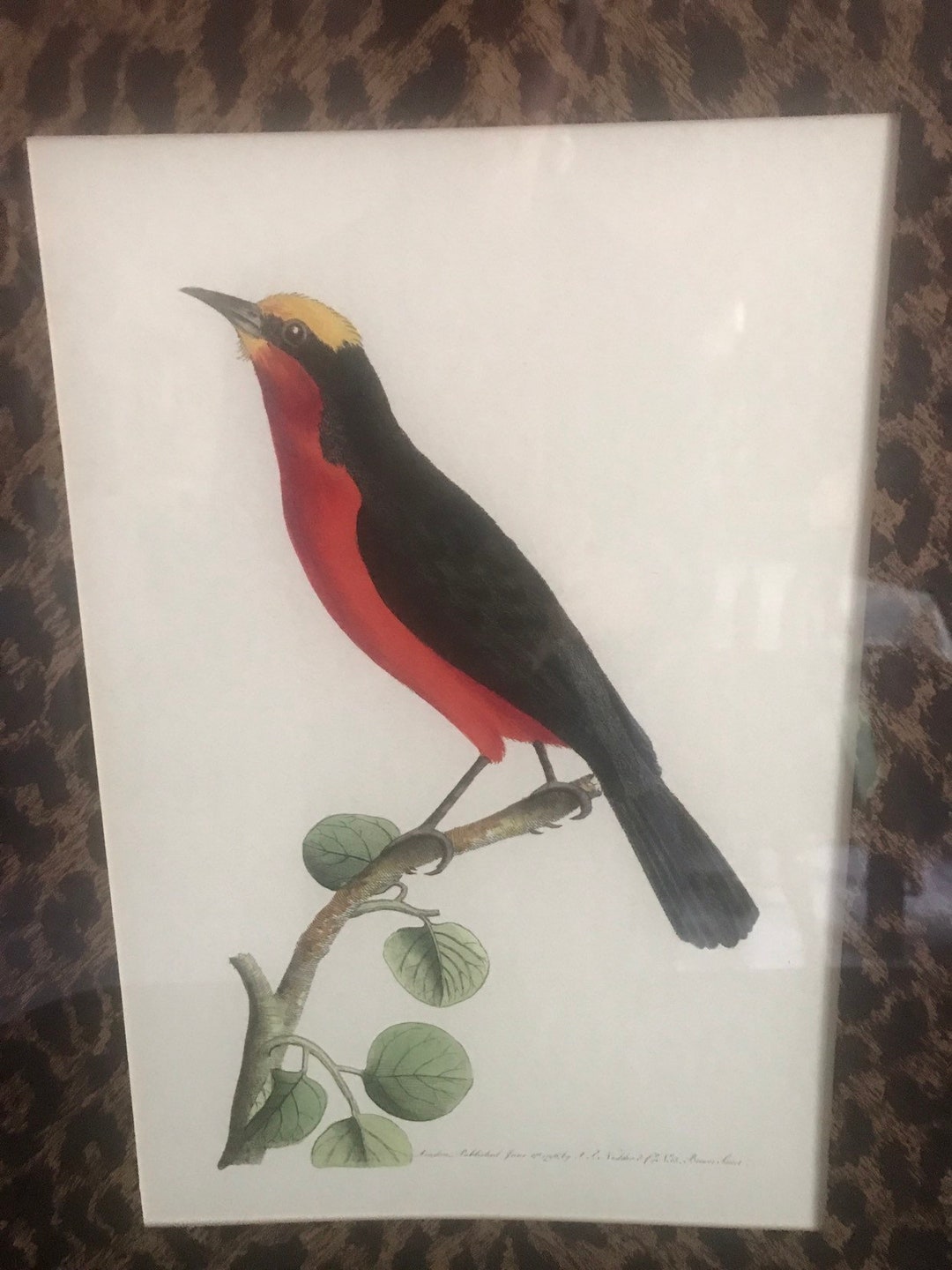 Audubon Tangier's Bird Print Wall Framed Bird Enthusiast 19x20 ...