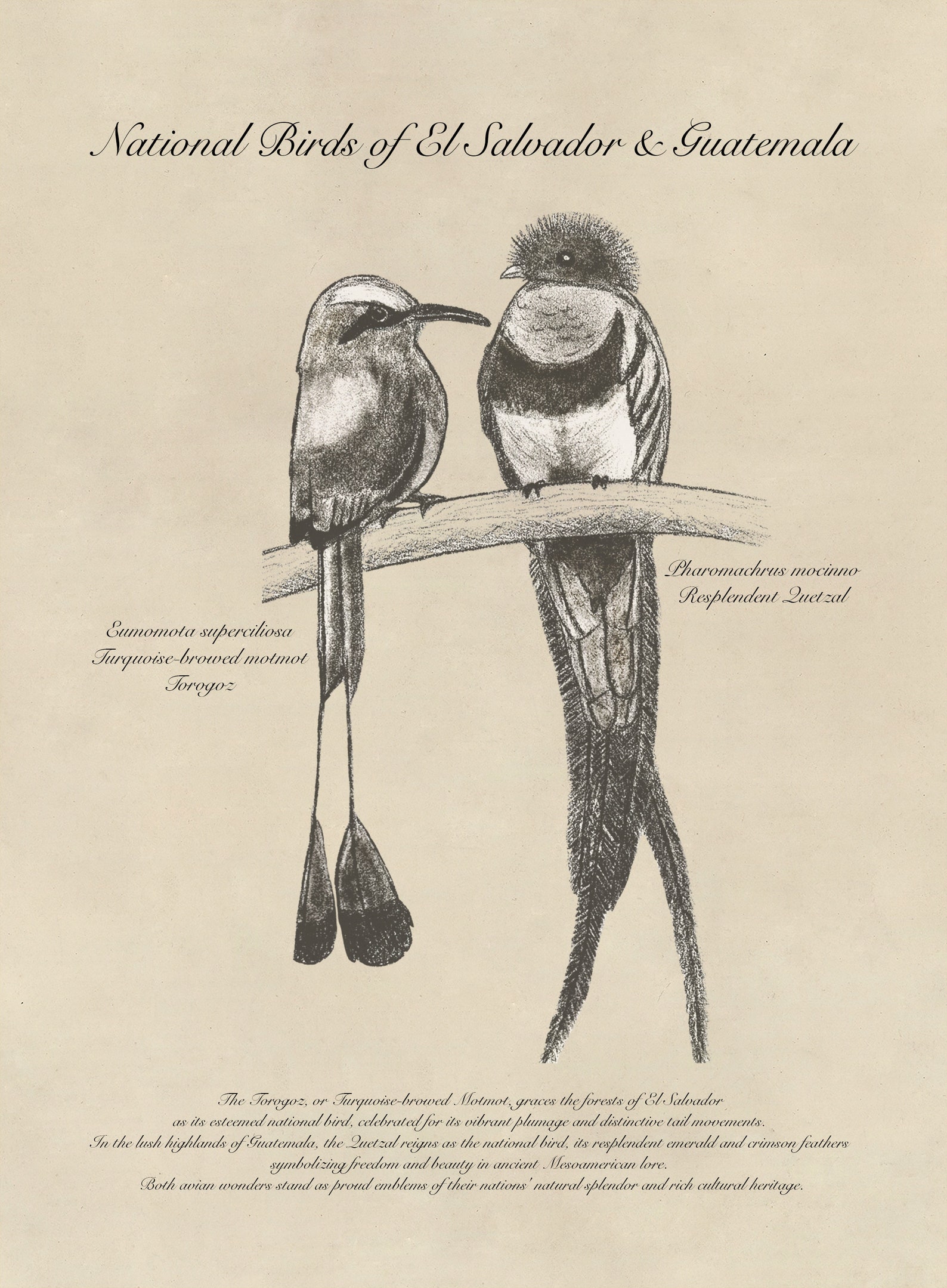 Torogoz Quetzal Bird Art, Vintage Wall Decor, Exotic Bird Illustration ...