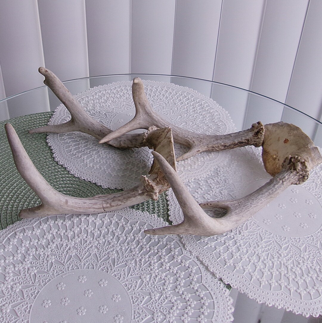 Two Sets Whitetail Deer Horns, Racks, Antlers With Skull Plate, 4/6 ...