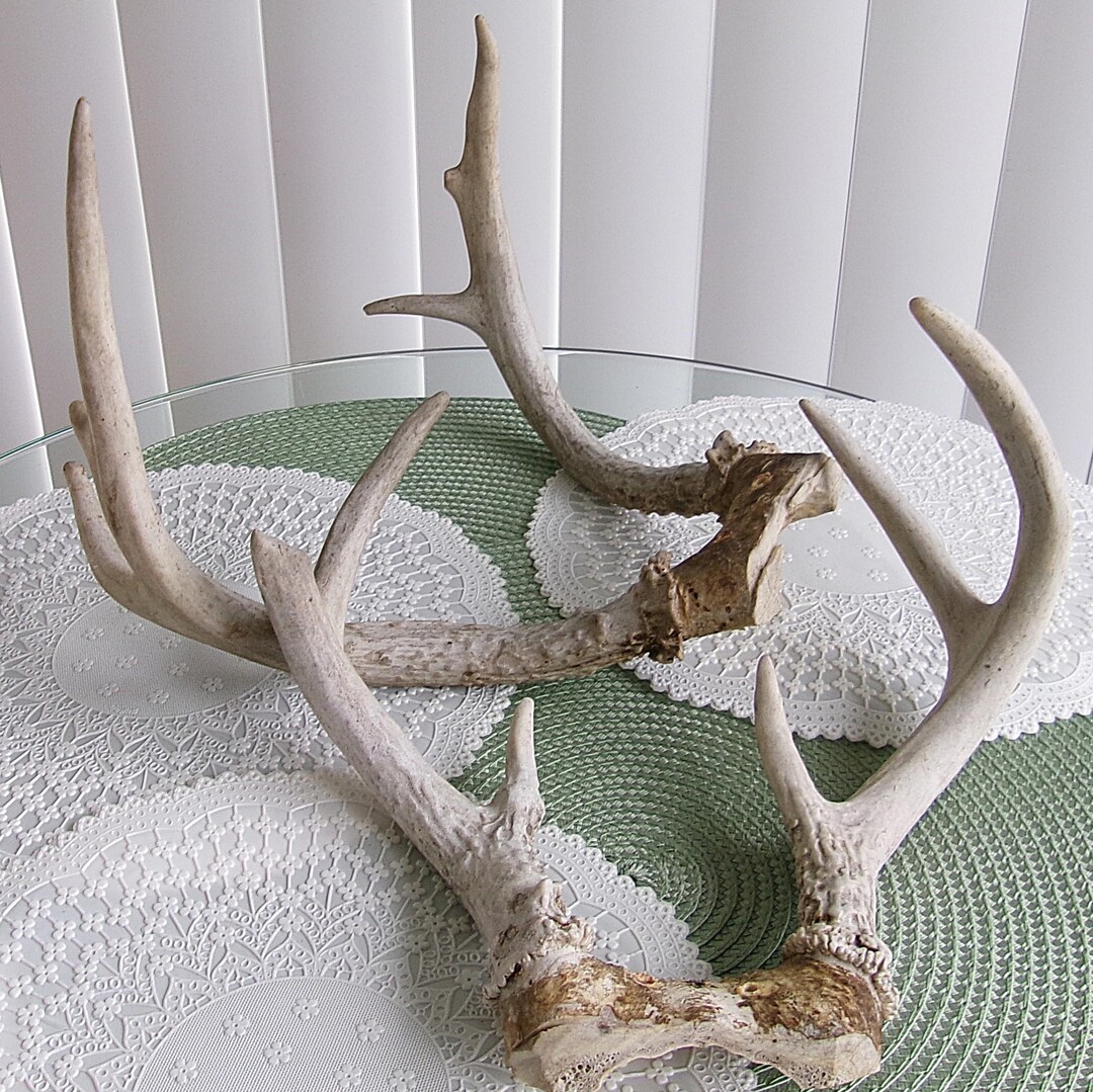 Whitetail Deer Horns, Racks, Set of Two, 6 Point - Etsy